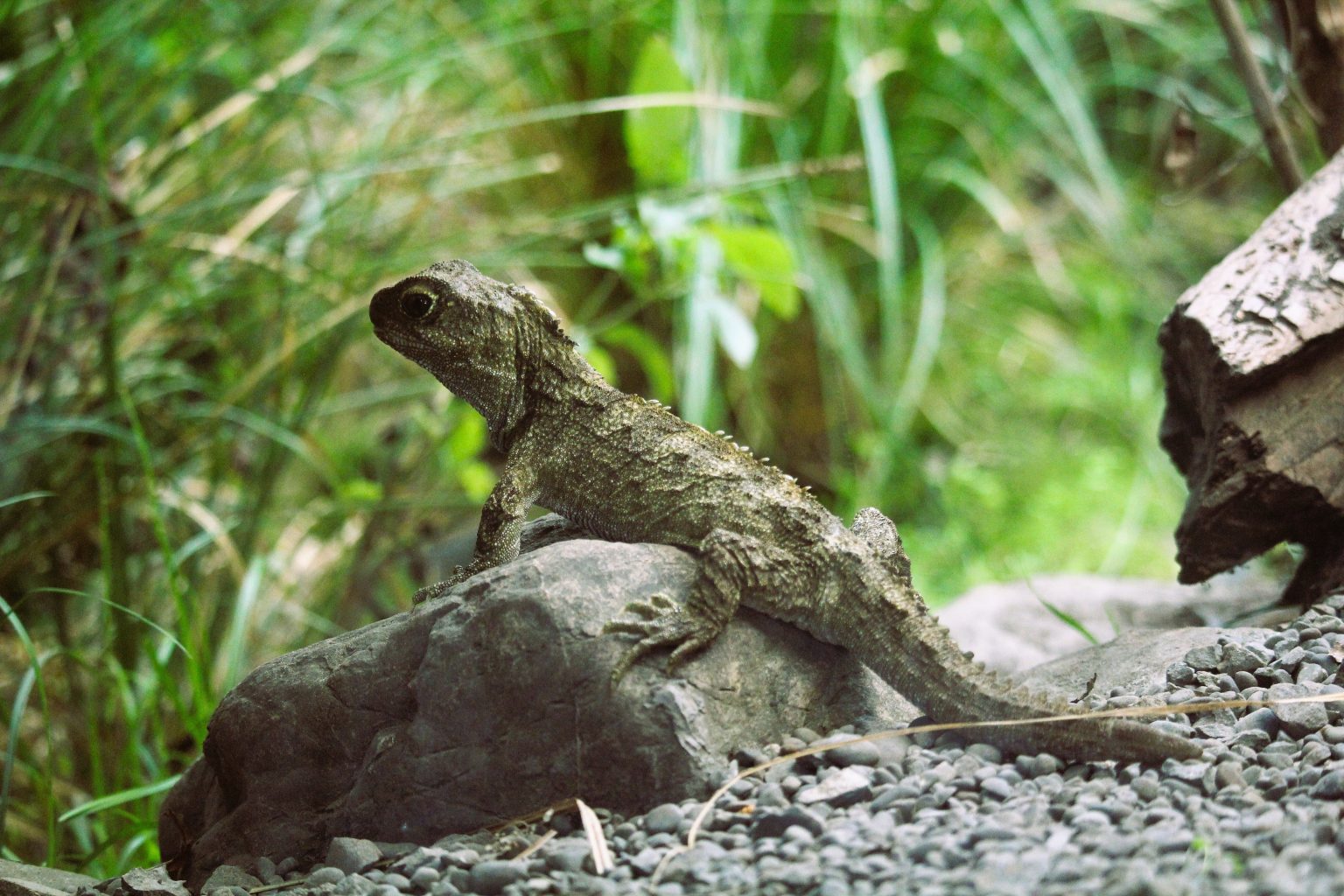 Discover Willowbank Wildlife Reserve: A gem in New Zealand!